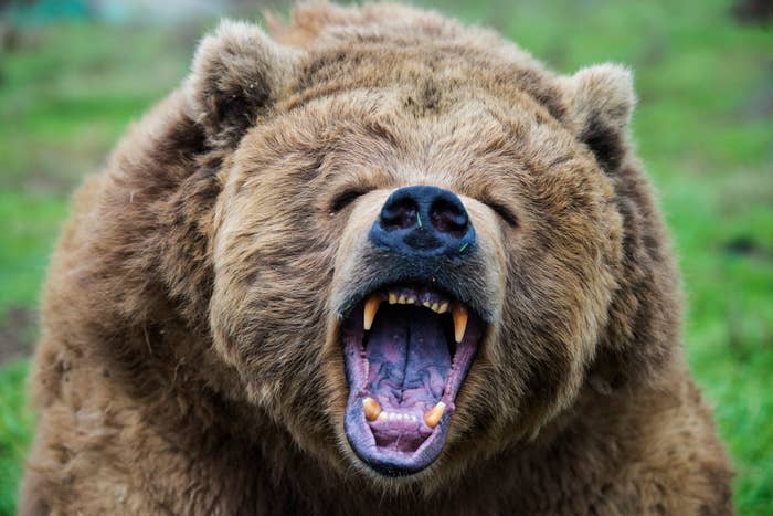 brown bear with sharp teeth