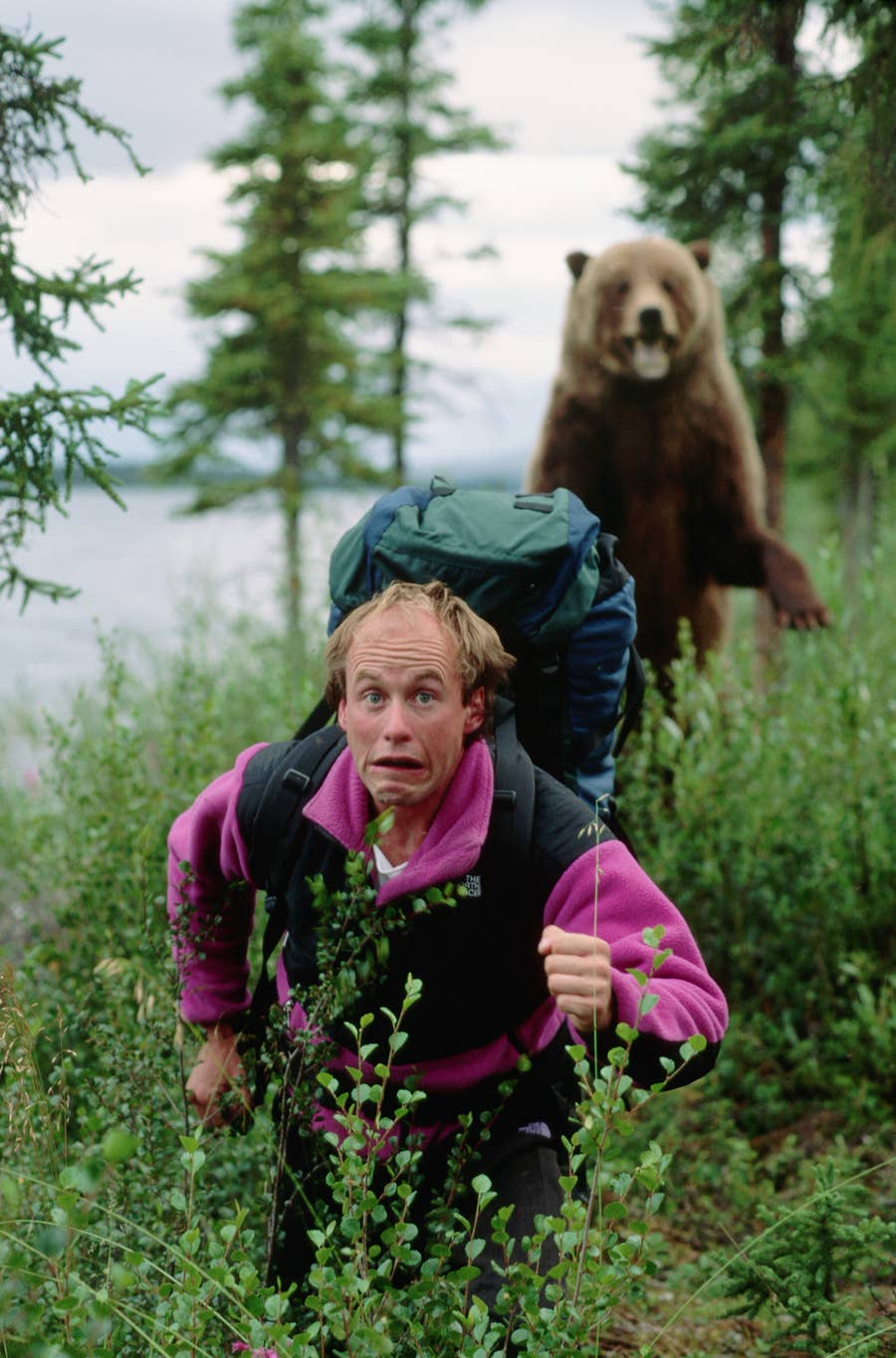 grizzly bear attack man
