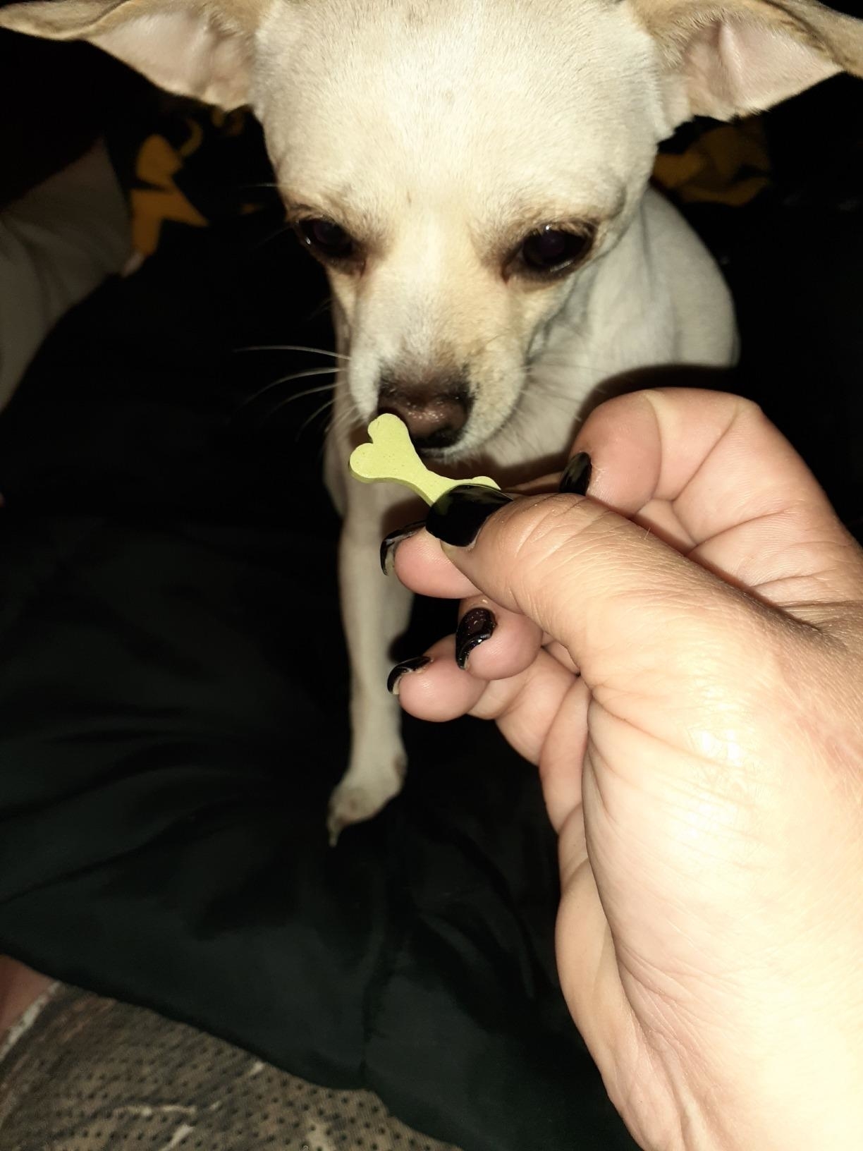 Essentials for Stinky Pets: 17 Must-Have Items