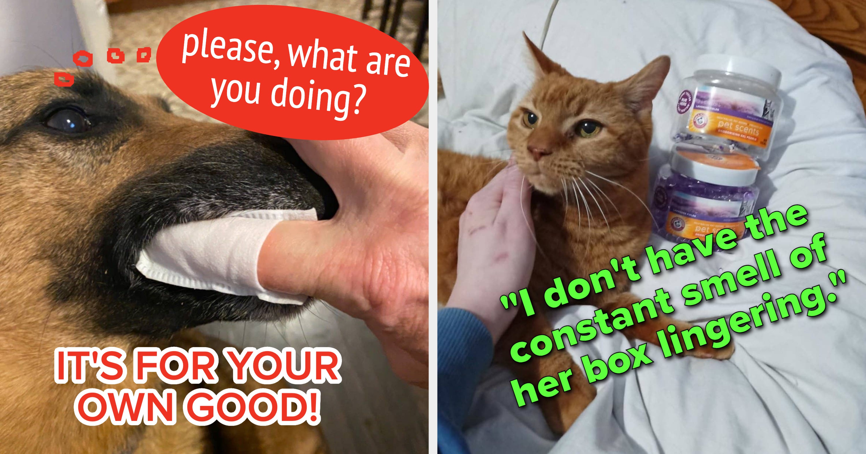 Essentials for Stinky Pets: 17 Must-Have Items