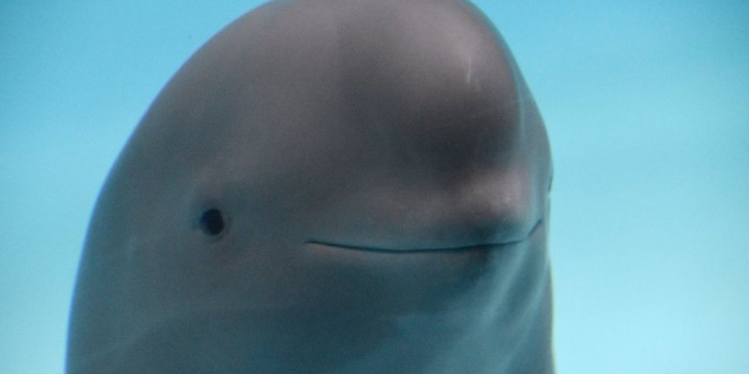 Captain Dolphin Memes