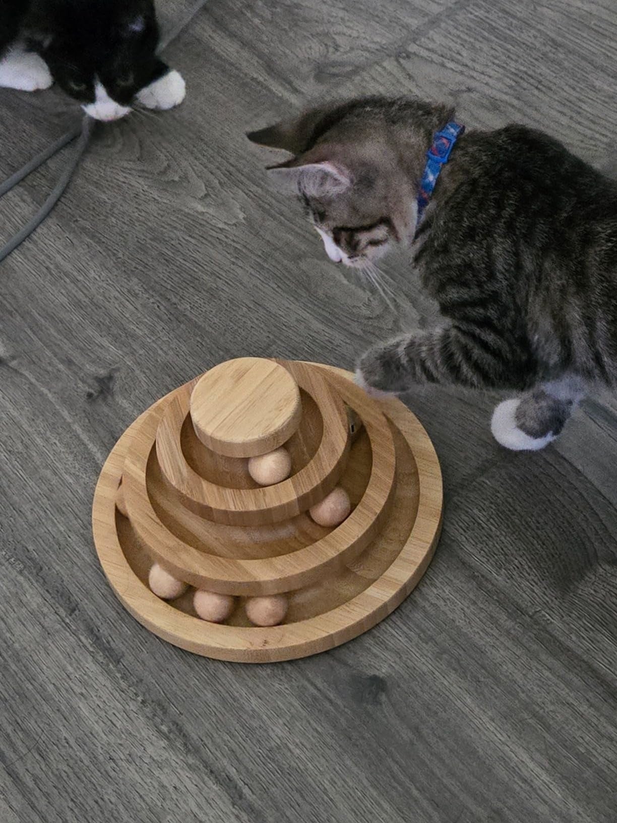 27 Things Your Elderly Cat Will Thank You For Buying