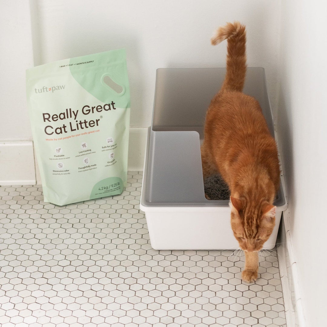 Terrific Really Great Cat Litter Review Gallery