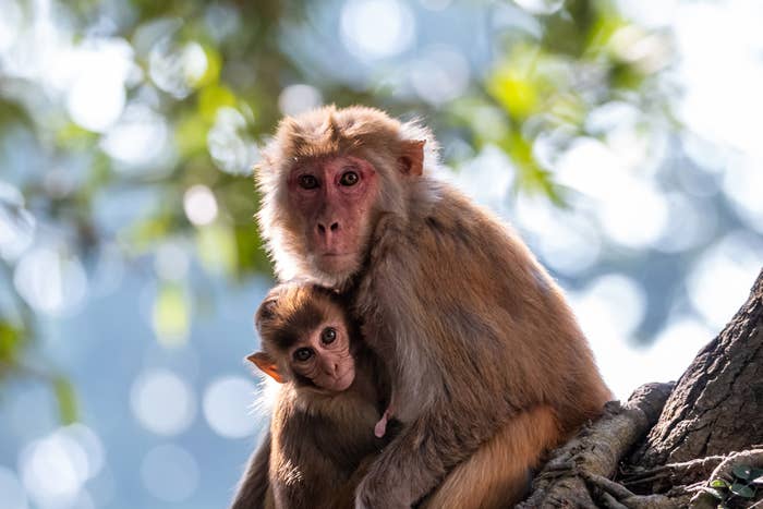 The Best Jokes About The 43 Escaped Monkeys In South Carolina