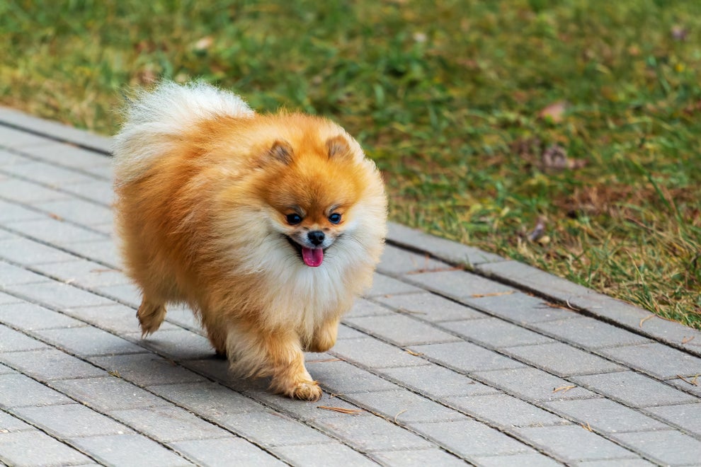 The Best Dog Names Of All Time