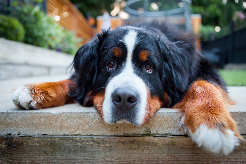 The Best Dog Names Of All Time