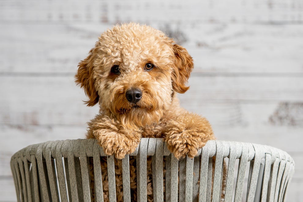 The Best Dog Names Of All Time
