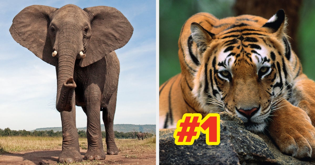 Showdown: Which Animal Is The Best?