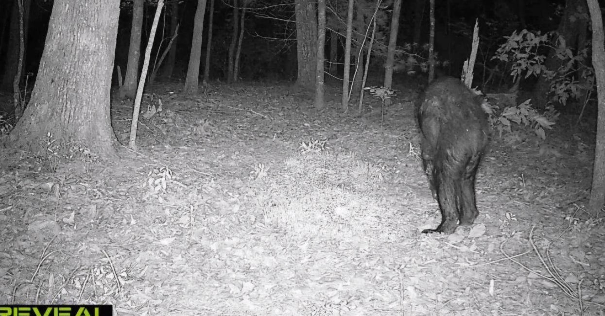 11 Completely Unnatural Things Caught On Trail Cams