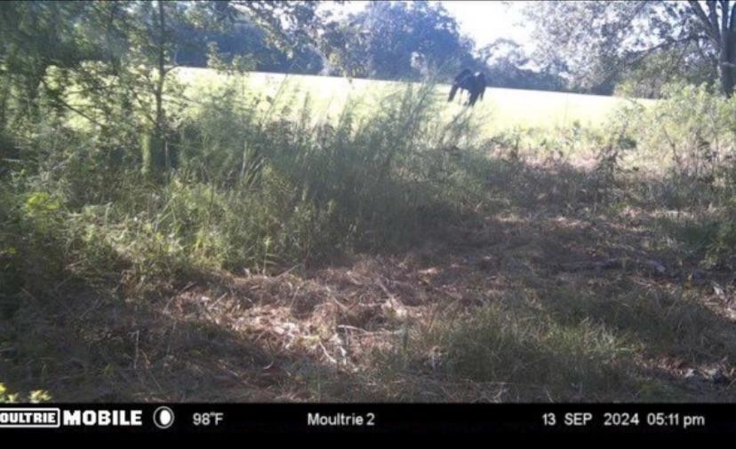 11 Completely Unnatural Things Caught On Trail Cams