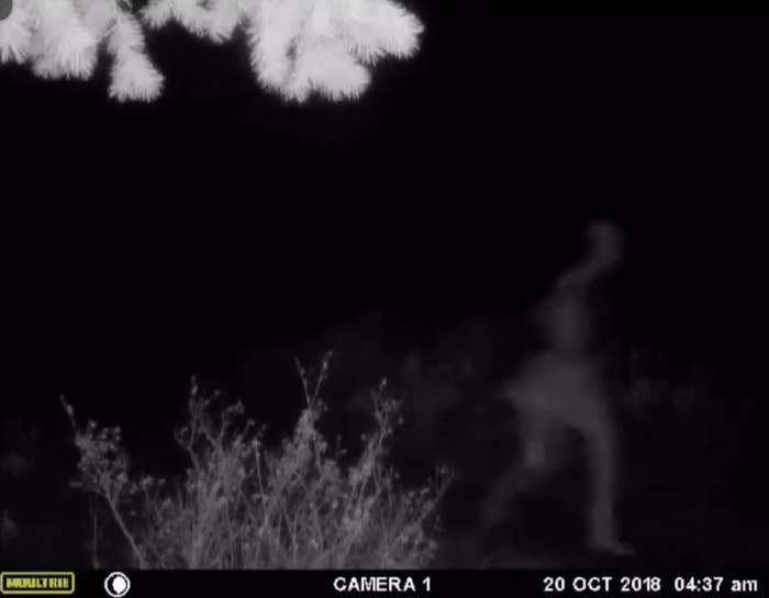 11 Completely Unnatural Things Caught On Trail Cams