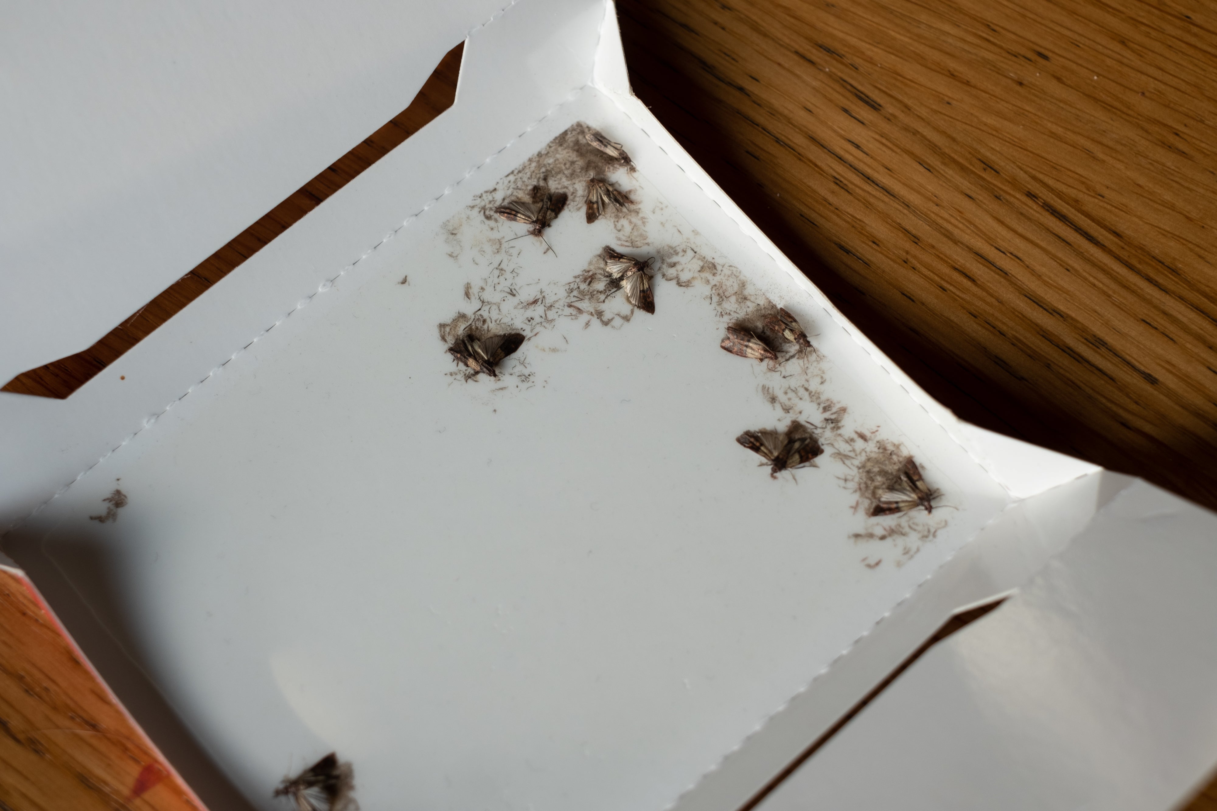 Viral Pantry Moth Infestation — How To Avoid Them