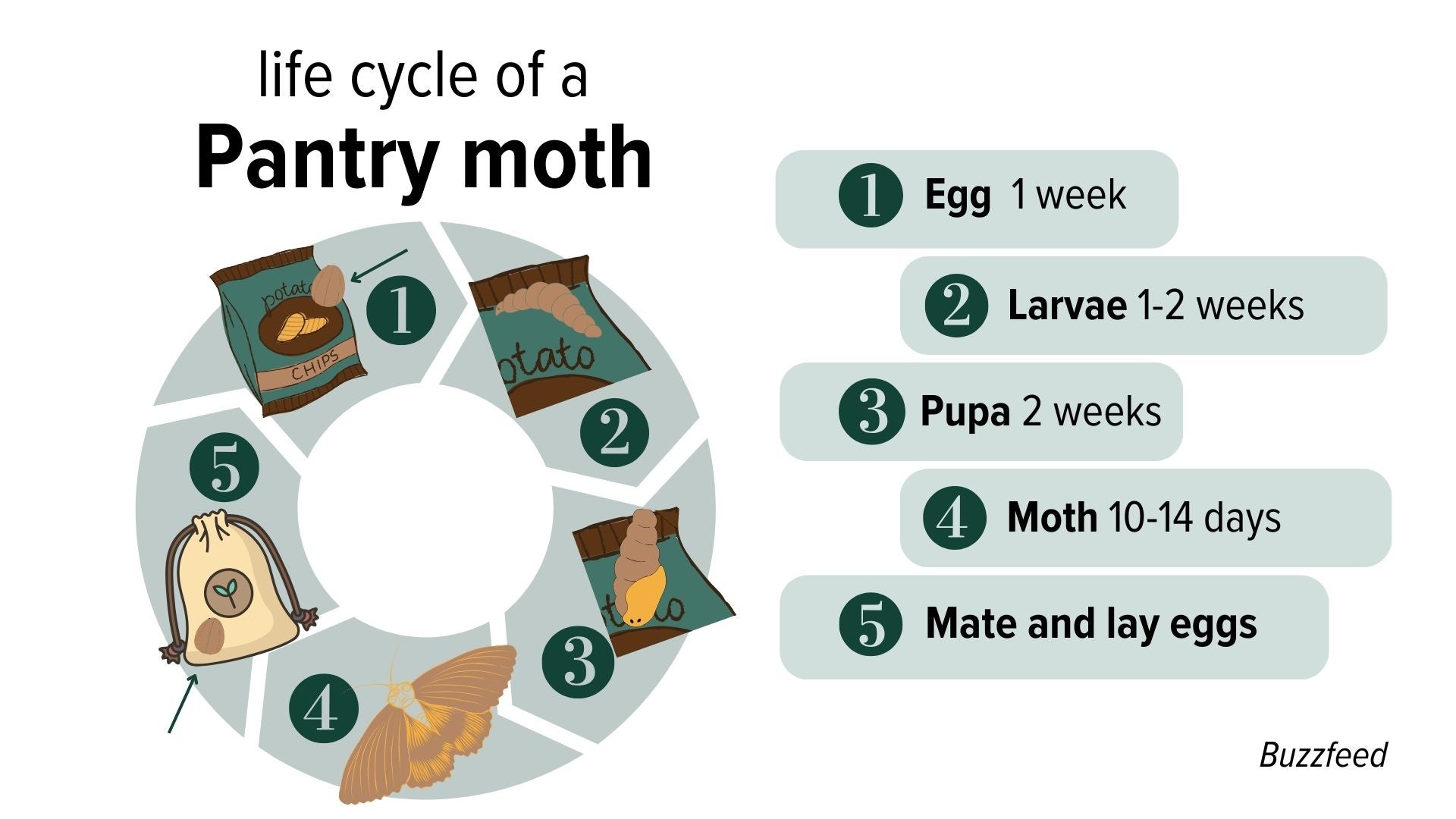 Pantry Moth Life Cycle Beauty And The Budget: How To Get Rid Of Pantry