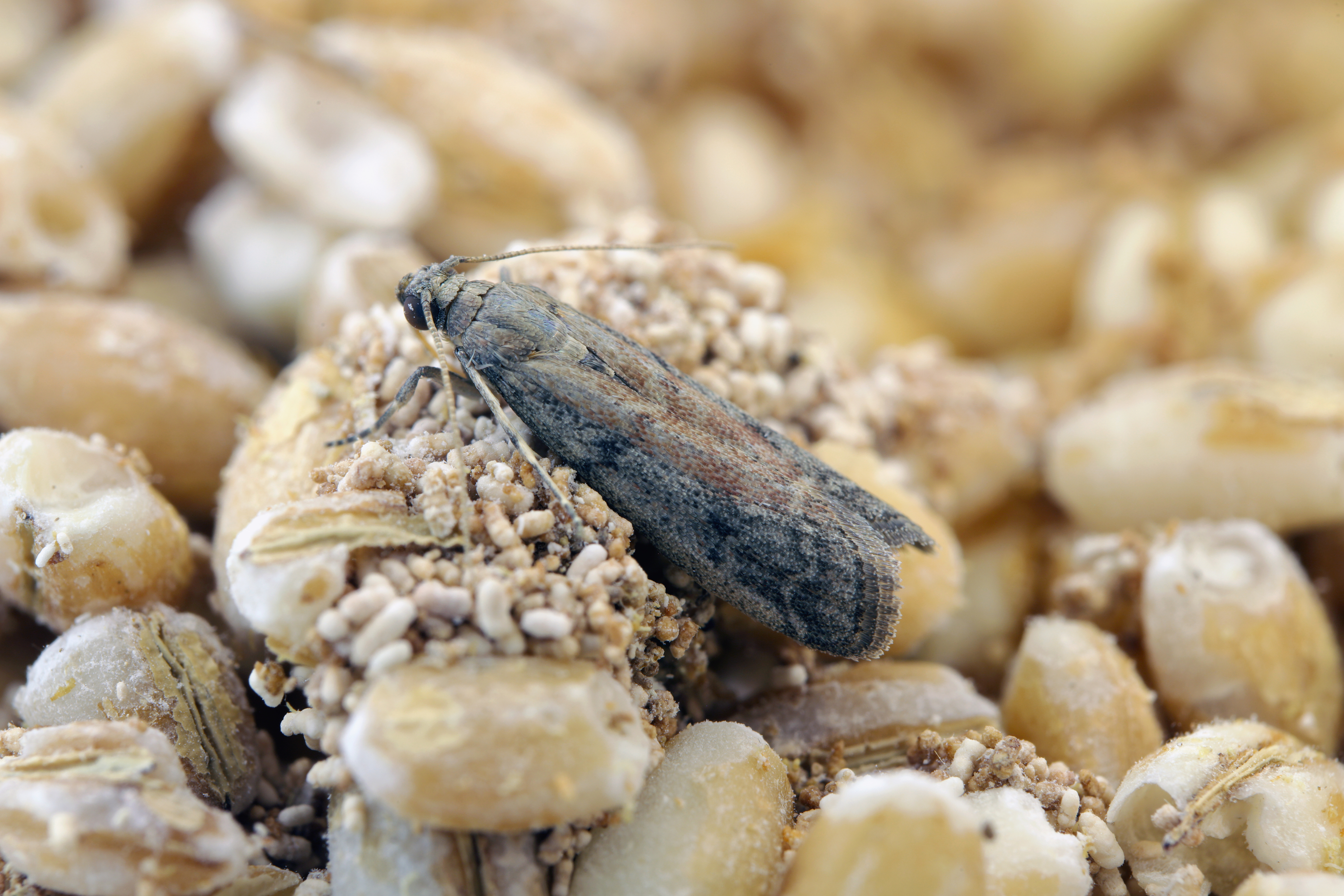 Viral Pantry Moth Infestation — How To Avoid Them