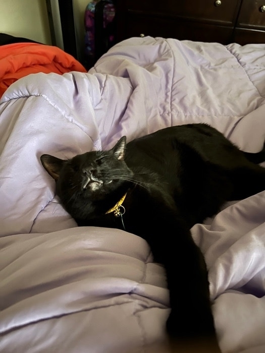 People Shared The Absolute Cutest Picture They Have On Their Phone