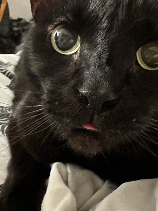 People Shared The Absolute Cutest Picture They Have On Their Phone