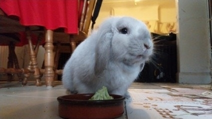 People Shared The Absolute Cutest Picture They Have On Their Phone