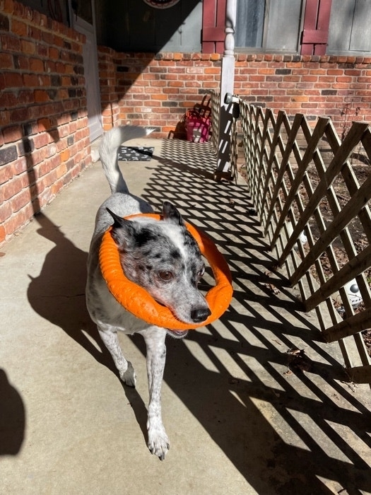 People Shared The Absolute Cutest Picture They Have On Their Phone