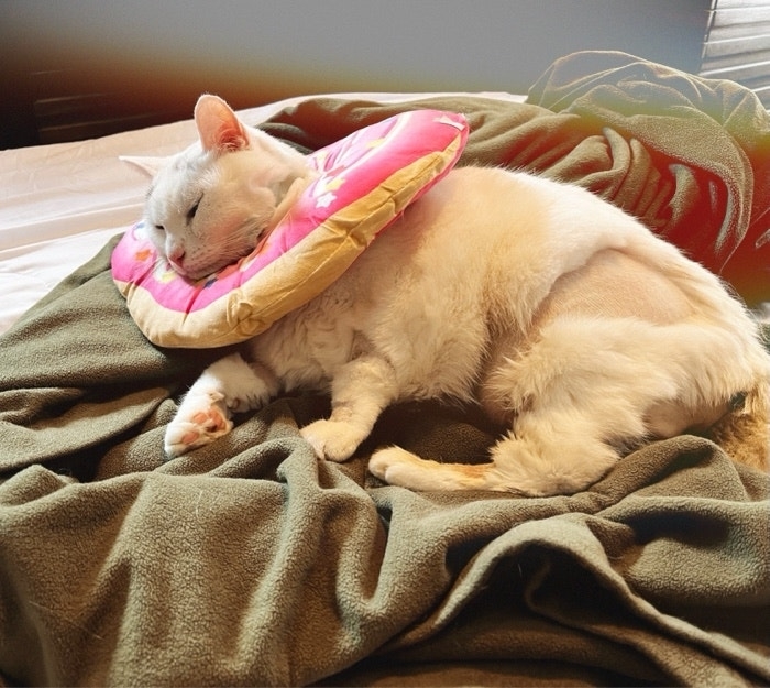 People Shared The Absolute Cutest Picture They Have On Their Phone