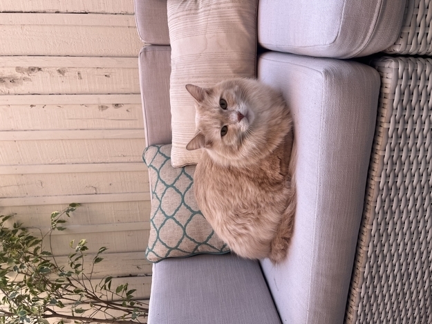 People Shared The Absolute Cutest Picture They Have On Their Phone