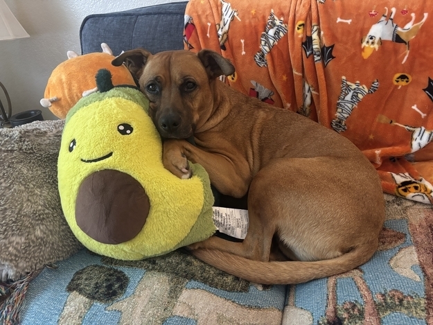 People Shared The Absolute Cutest Picture They Have On Their Phone