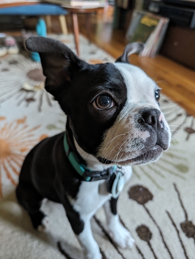 People Shared The Absolute Cutest Picture They Have On Their Phone