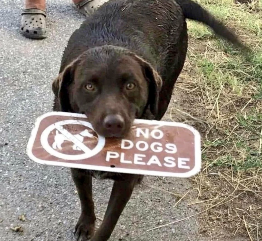 61 Funny Animal Photos