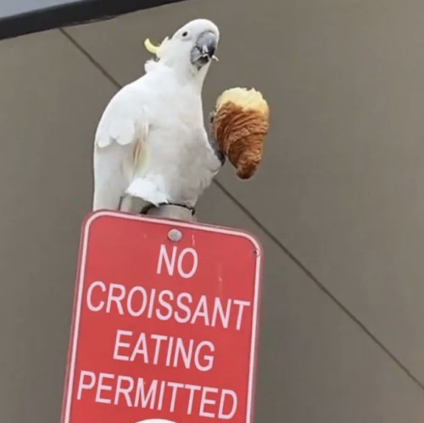61 Funny Animal Photos