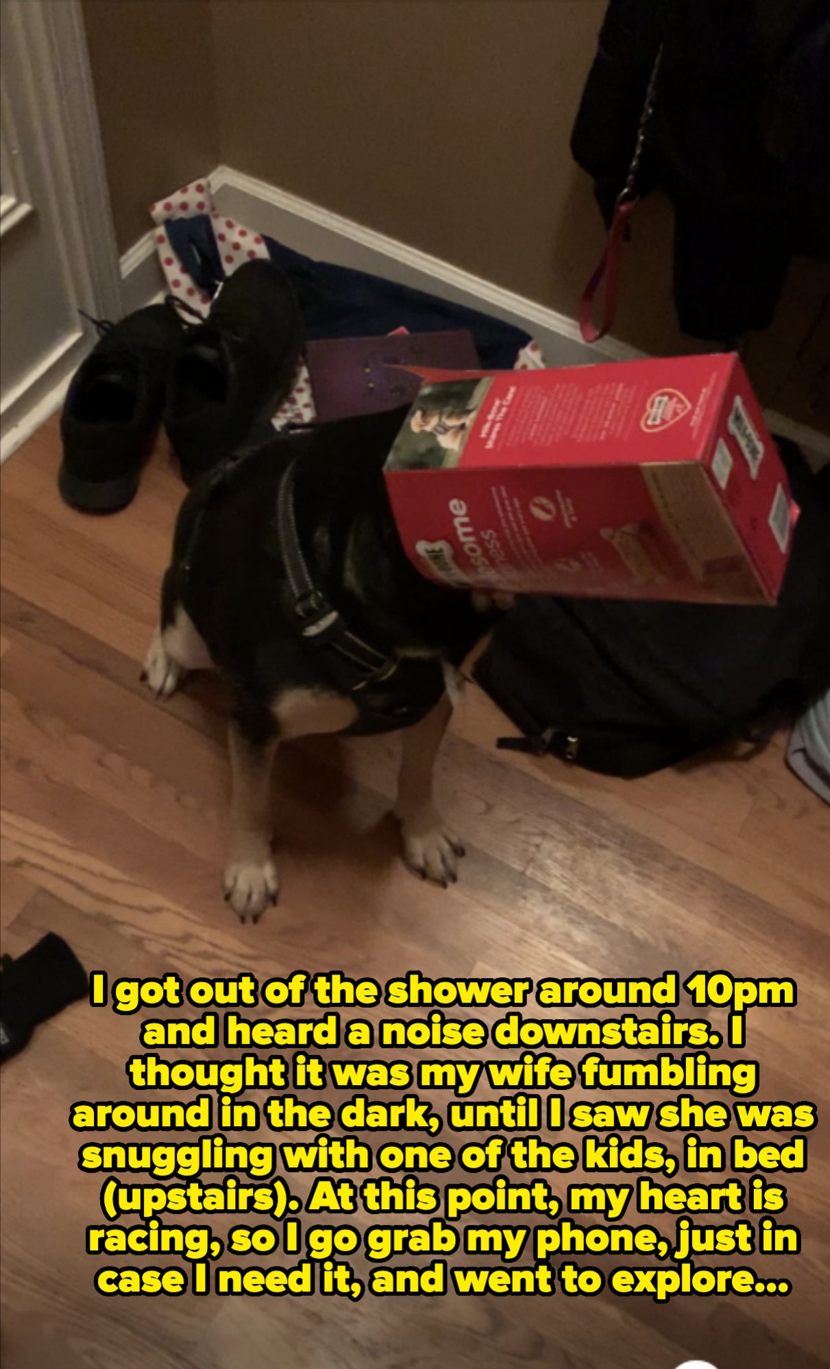 61 Funny Animal Photos