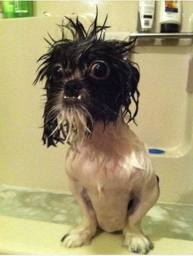 funny animals backgrounds