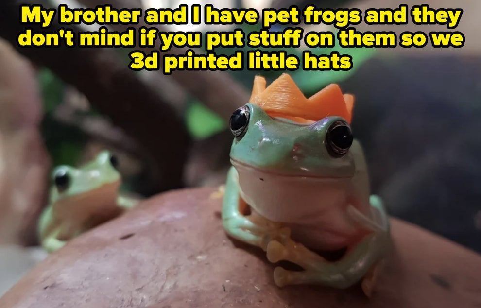 61 Funny Animal Photos