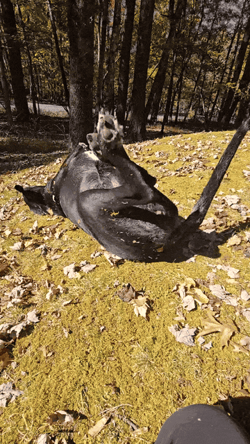 61 Funny Animal Photos