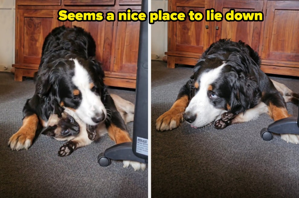 61 Funny Animal Photos