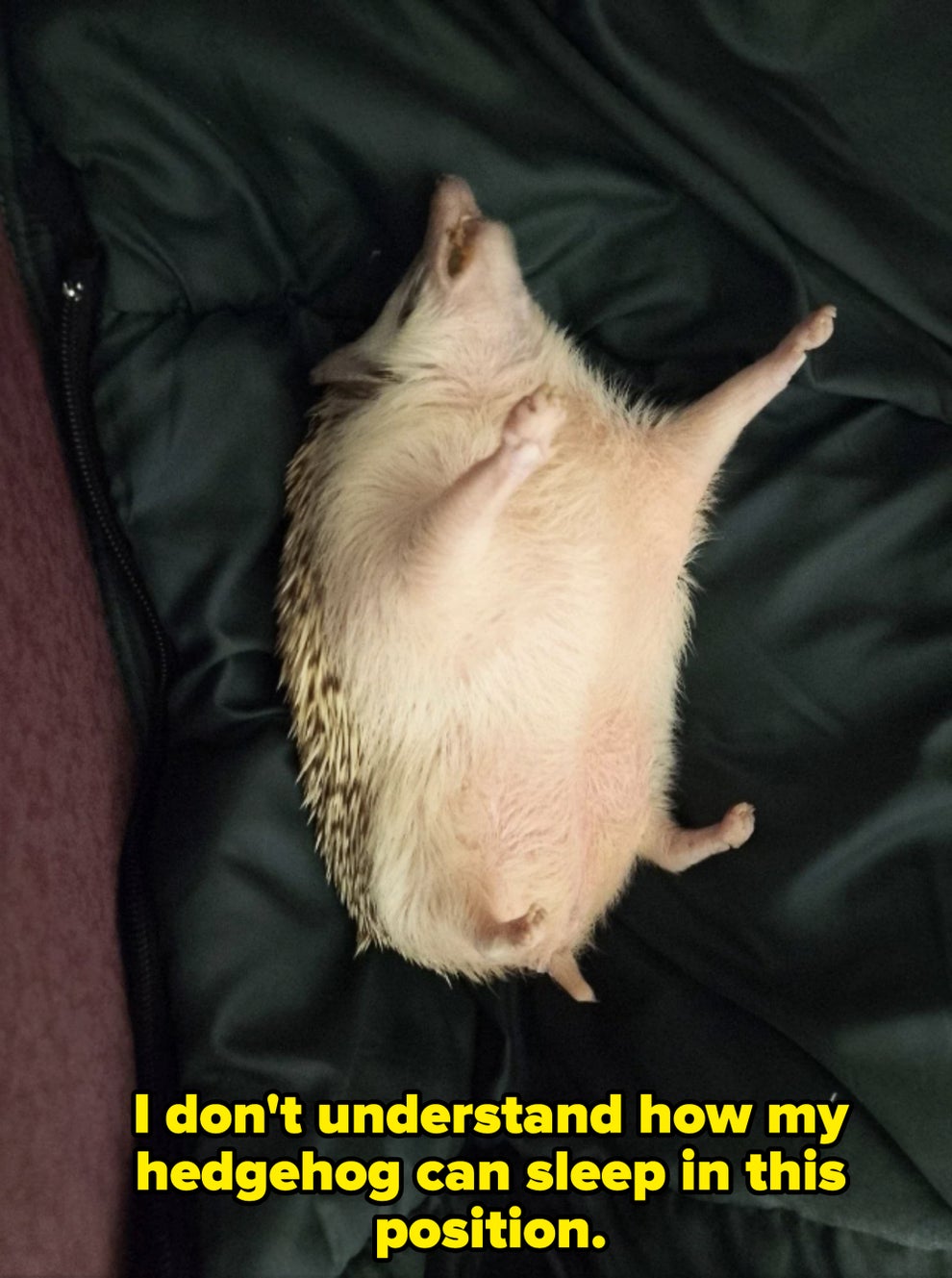 61 Funny Animal Photos