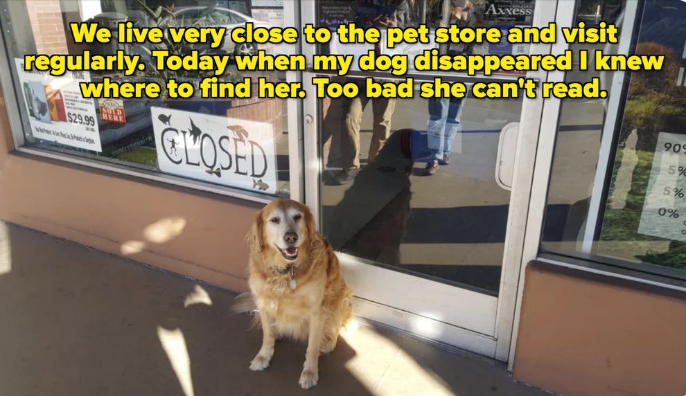 61 Funny Animal Photos