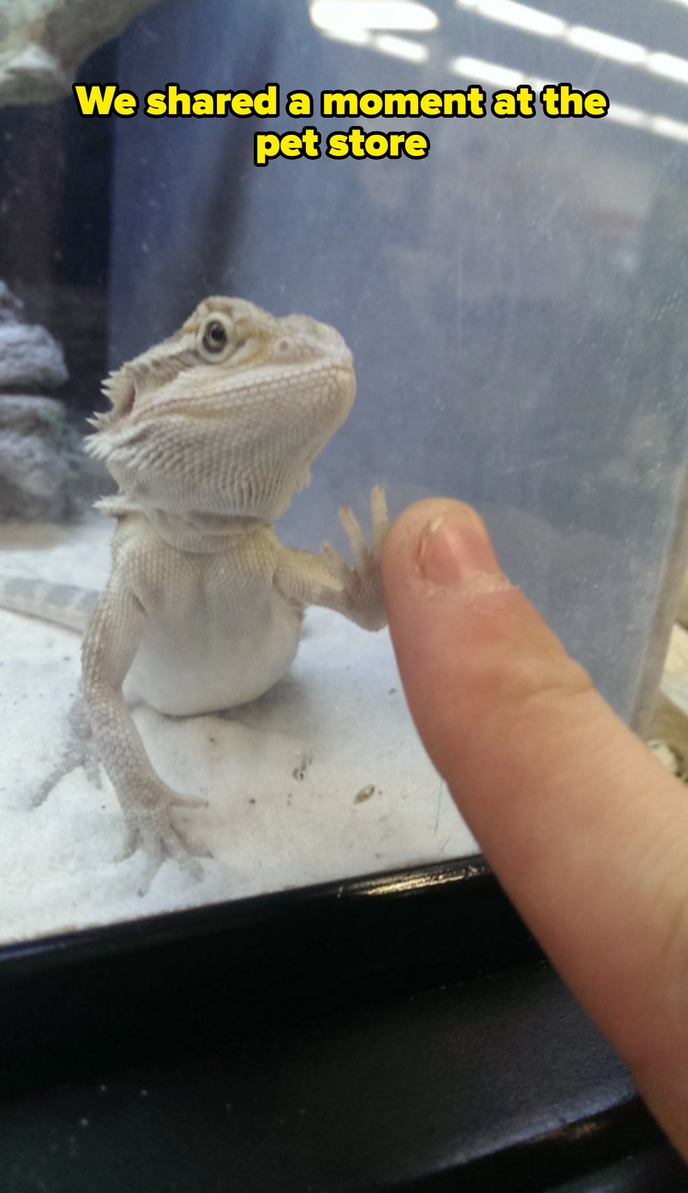 61 Funny Animal Photos