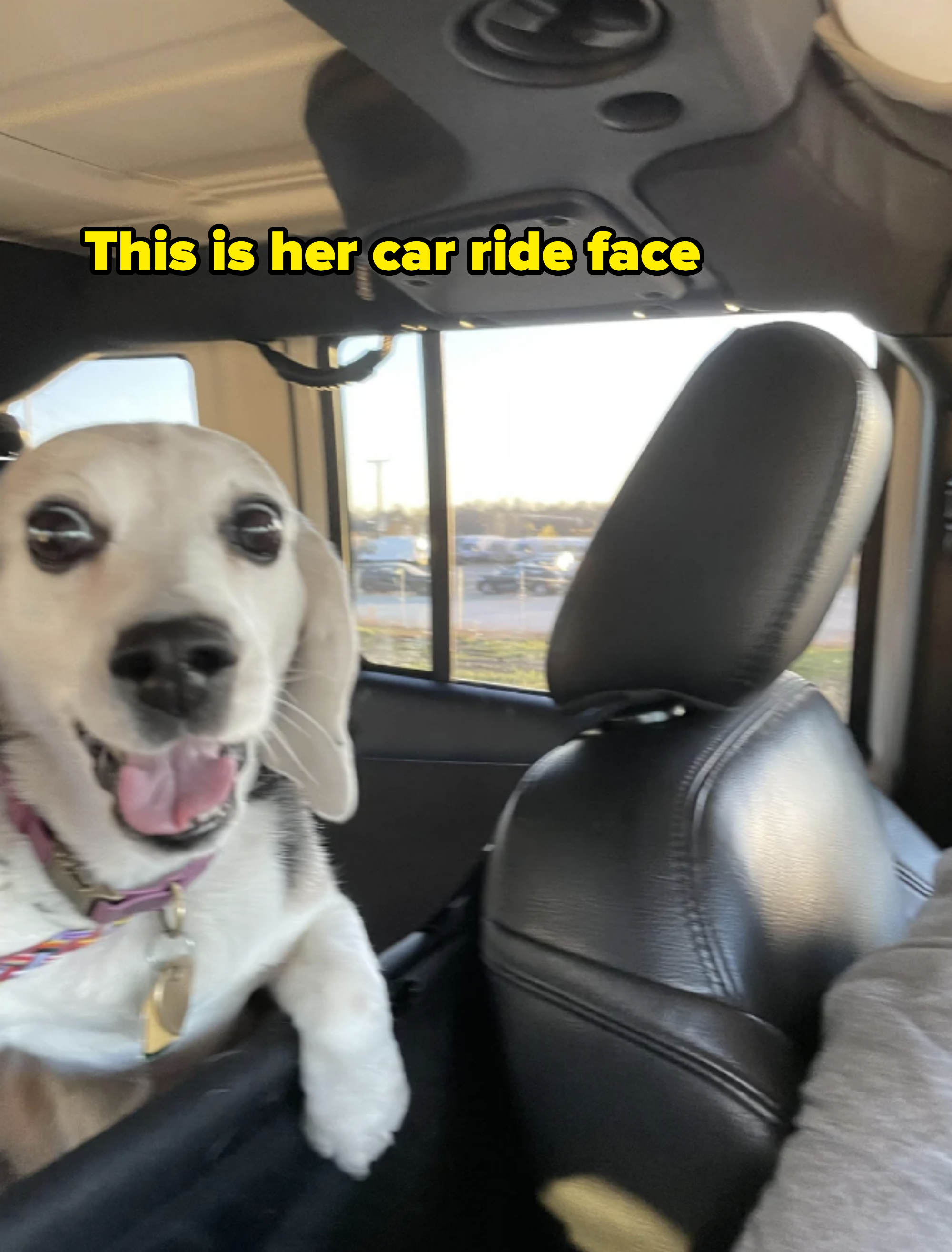 61 Funny Animal Photos