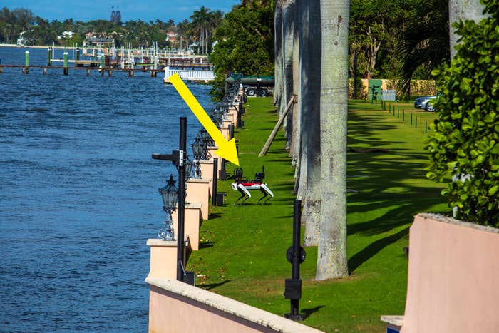 Donald Trump's Robotic Dog Is Going Viral