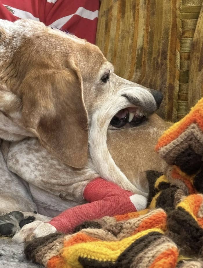 confusing pictures for kids