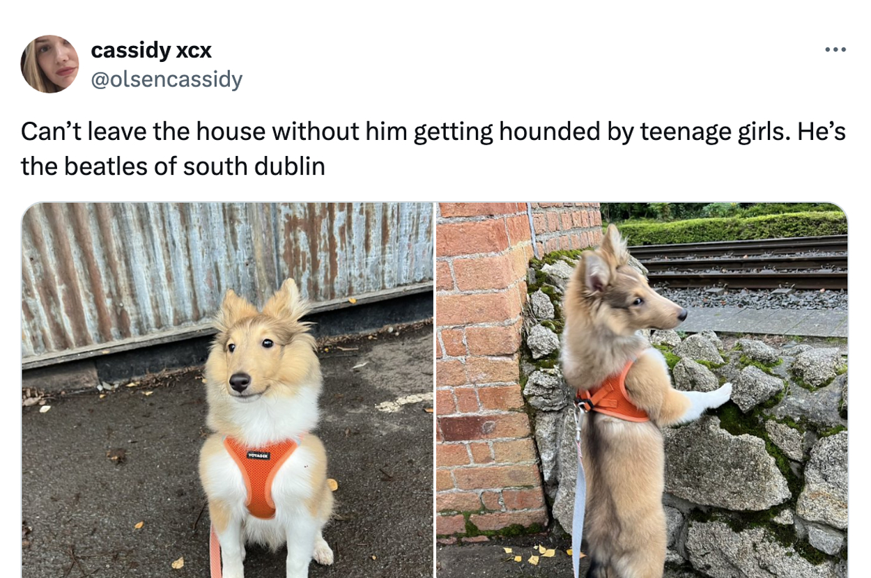 The Best Tweets from the Internet