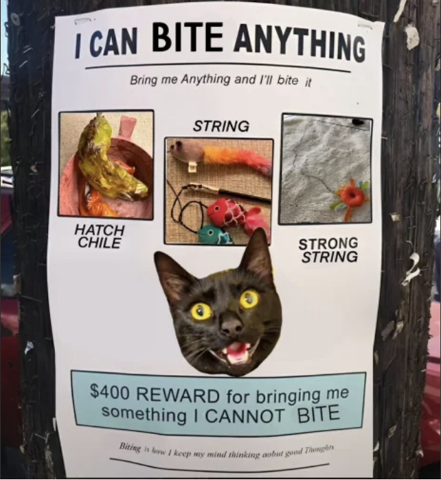 54 Funny Photos That Made Me Laugh Despite Everything