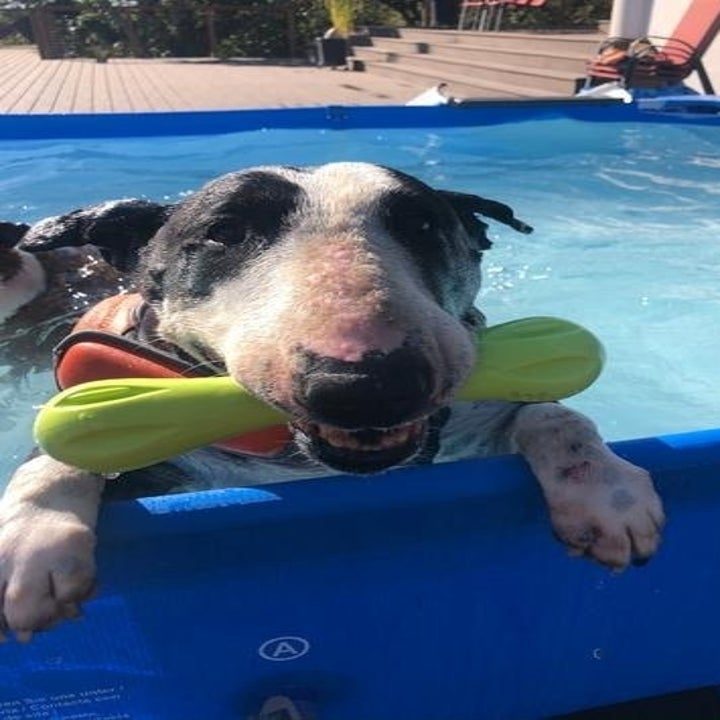 21 Interactive Toys From Chewy To Keep Dogs Entertained