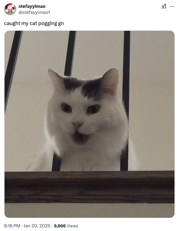 25 Of The Funniest Pet Tweets On The Internet This Week