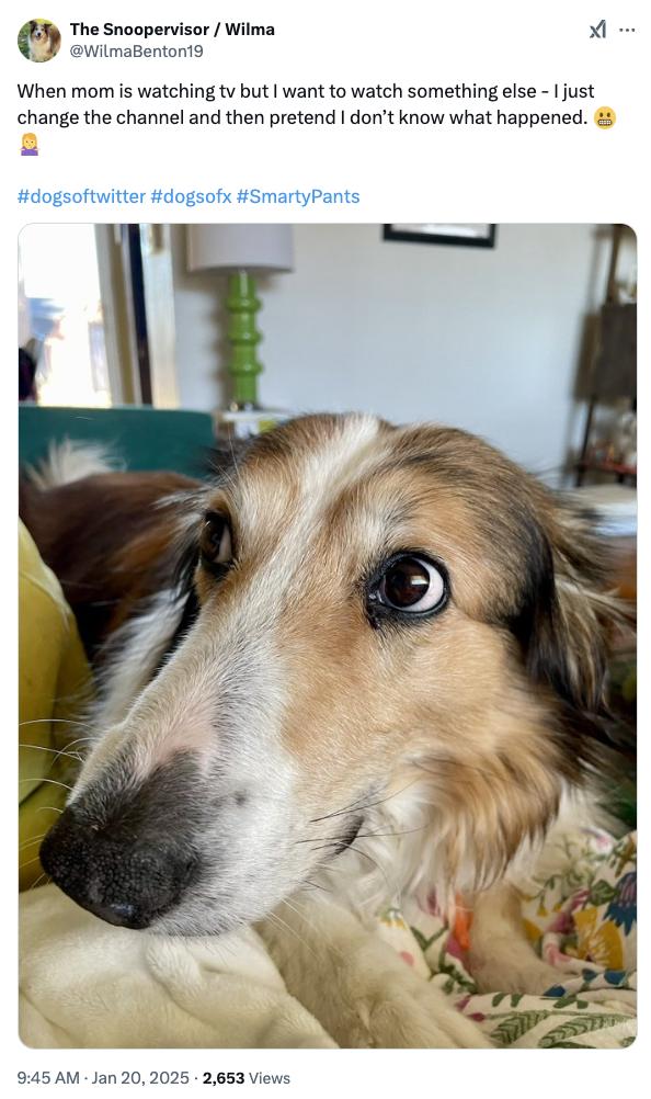 25 Of The Funniest Pet Tweets On The Internet This Week