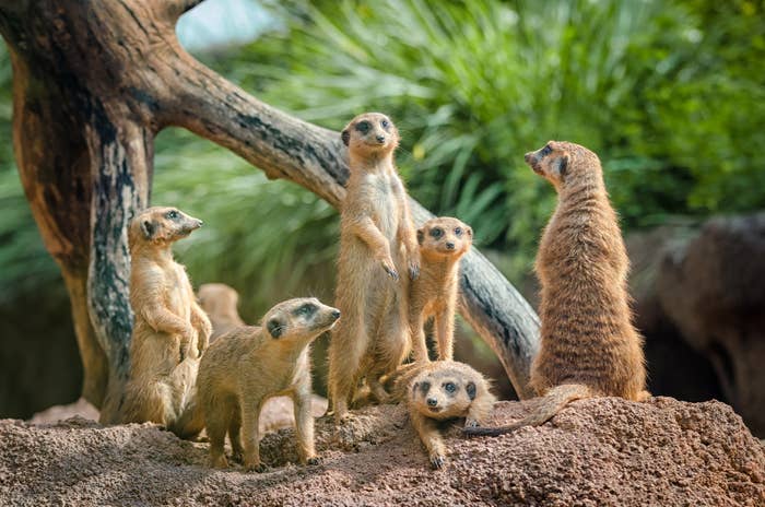 cool things about nature