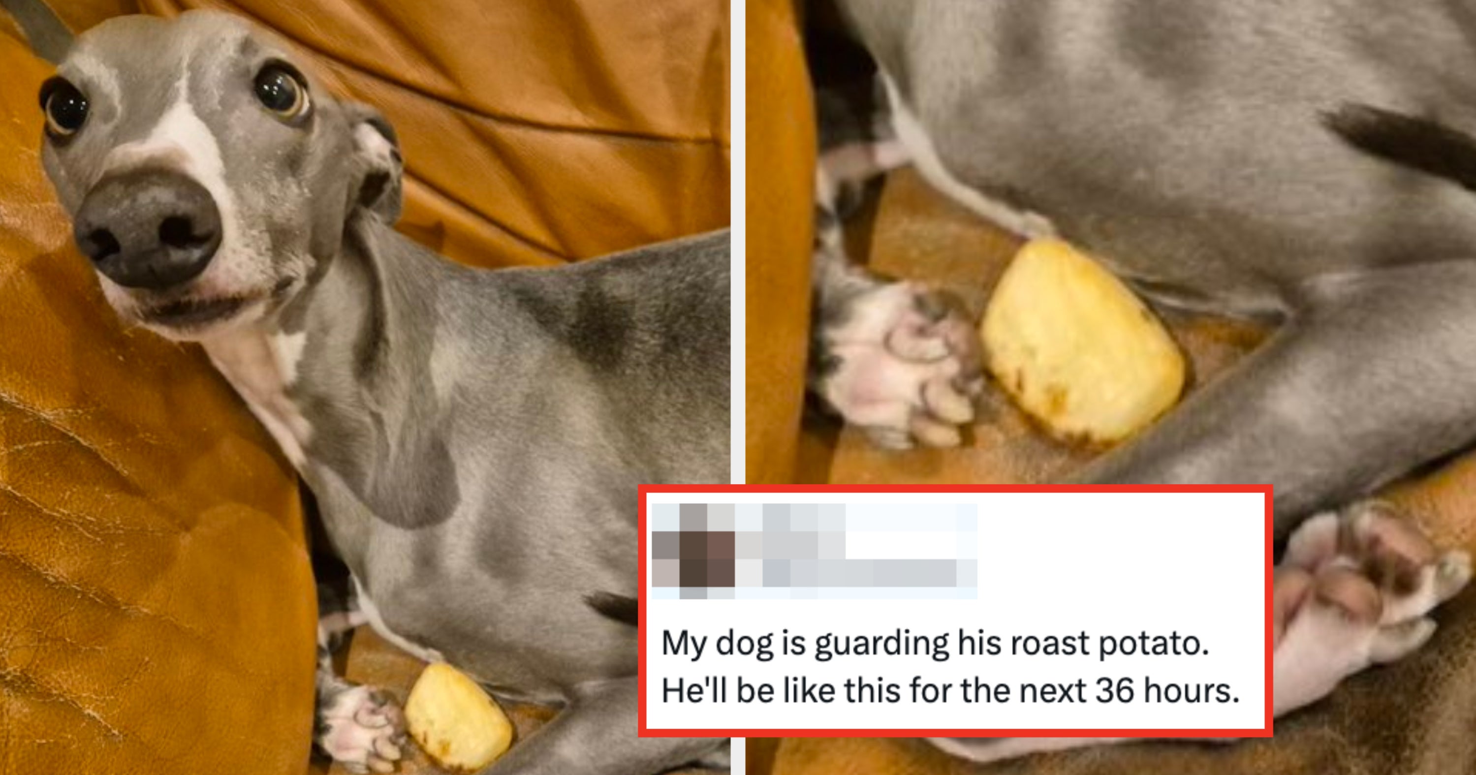 22 Funny Pet Tweets On The Internet
