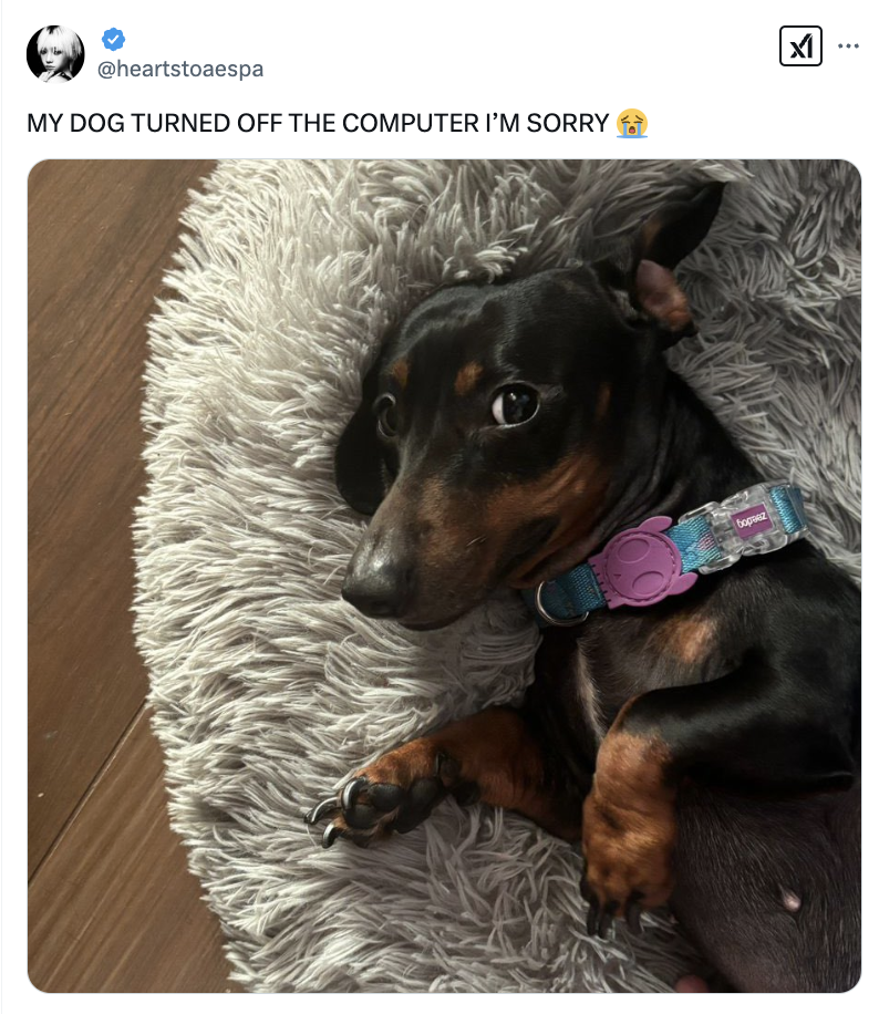 26 Hilarious Pet Tweets On The Internet