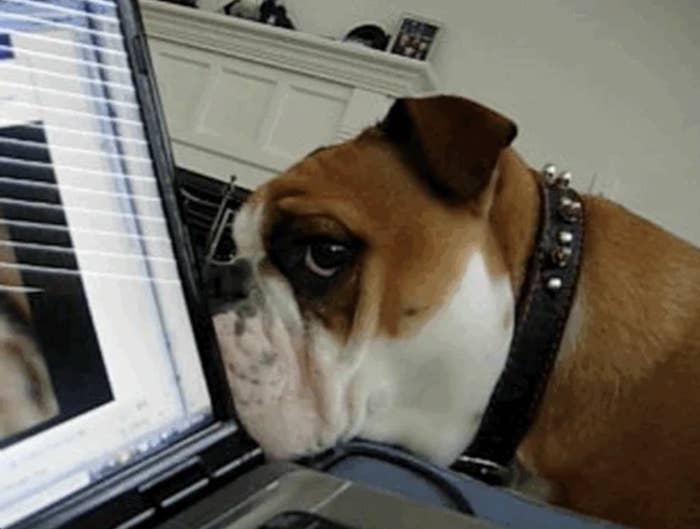 26 Hilarious Pet Tweets On The Internet