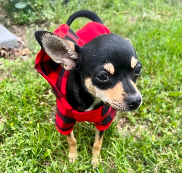 Cutest Pets Wearing Clothes To Brighten Your Day