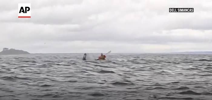 This Terrifying Video Of A Whale Swallowing A Man Is Going Viral